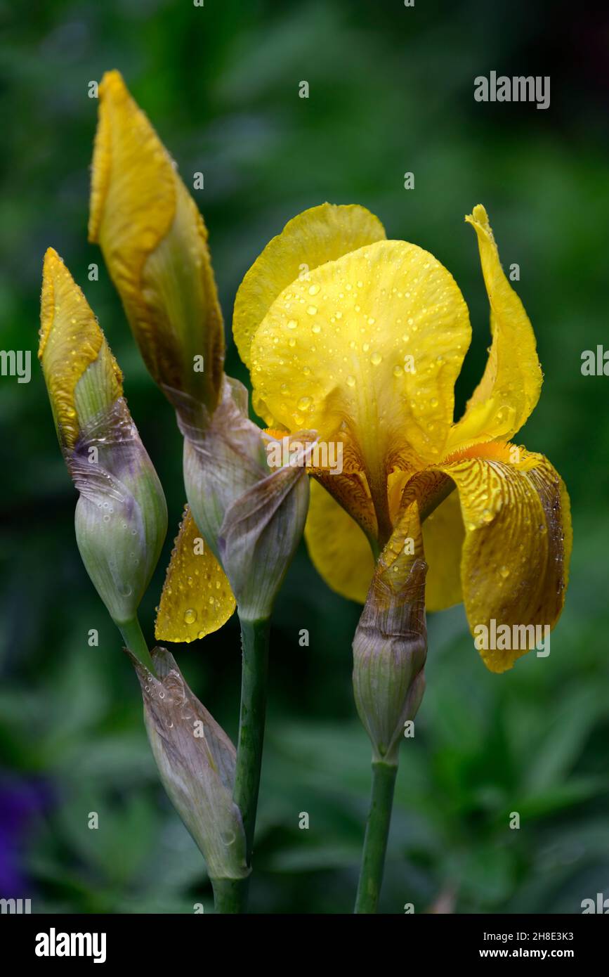 yellow Bearded Iris,Iris germanica,German Iris, Rhizomatous,yellow and ...