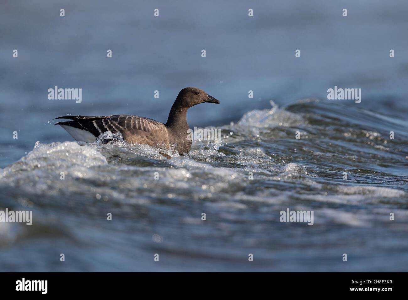 Brent goose hi-res stock photography and images - Alamy
