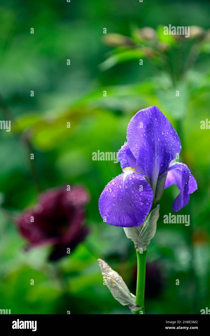Blue Bearded Iris,Iris germanica,German Iris, Rhizomatous,sky blue ...