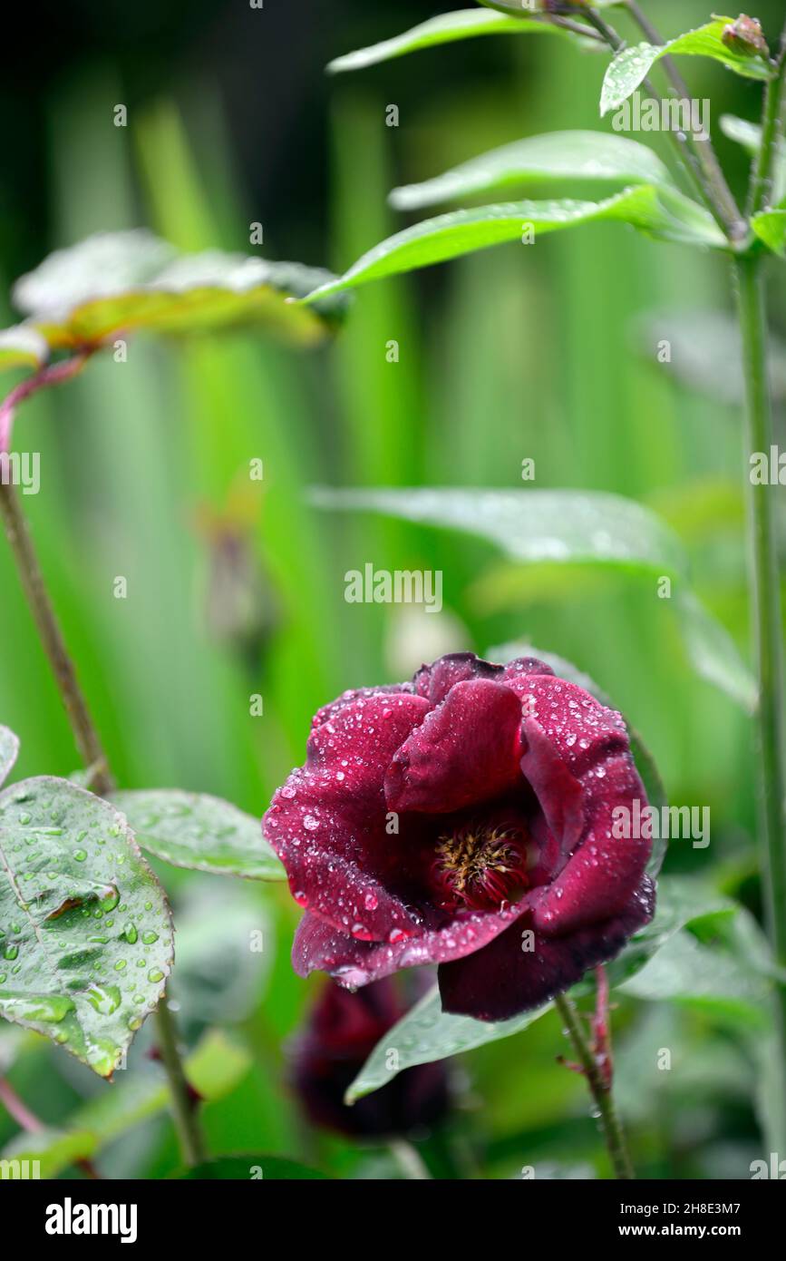 rosa black beauty,dark red rose in the rain,raining,red flowers,red ...
