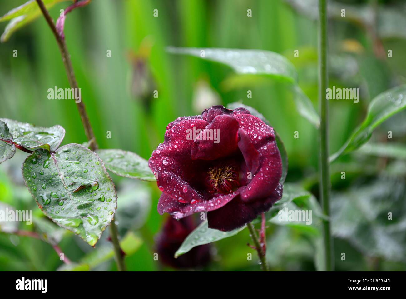 rosa black beauty,dark red rose in the rain,raining,red flowers,red ...