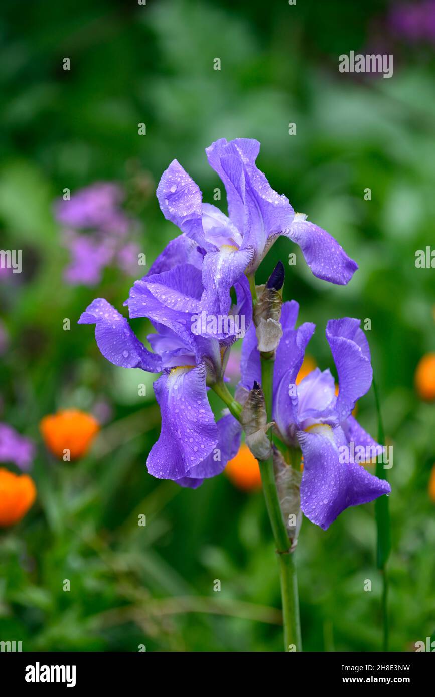 Blue Bearded Iris,Iris germanica,German Iris, Rhizomatous,sky blue ...
