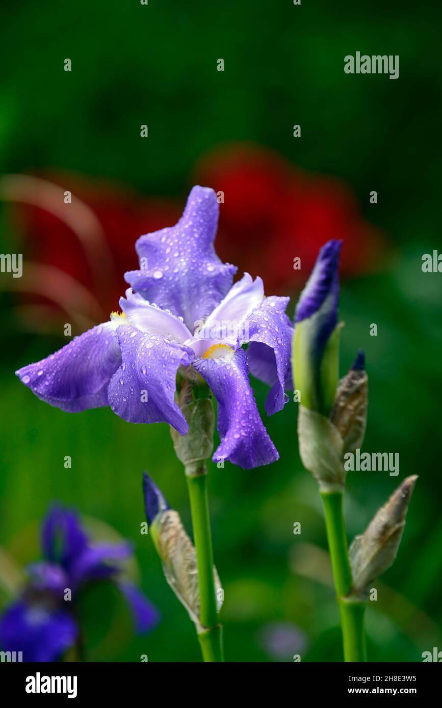 Blue Bearded Iris,Iris germanica,German Iris, Rhizomatous,sky blue flowers,flower,flowering ...