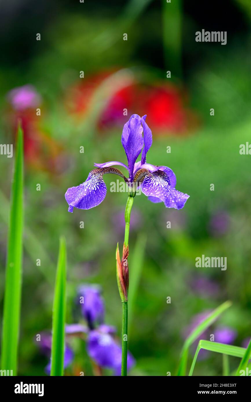Blue siberian Iris,Iris sibirica,sky blue flowers,flower,flowering ...