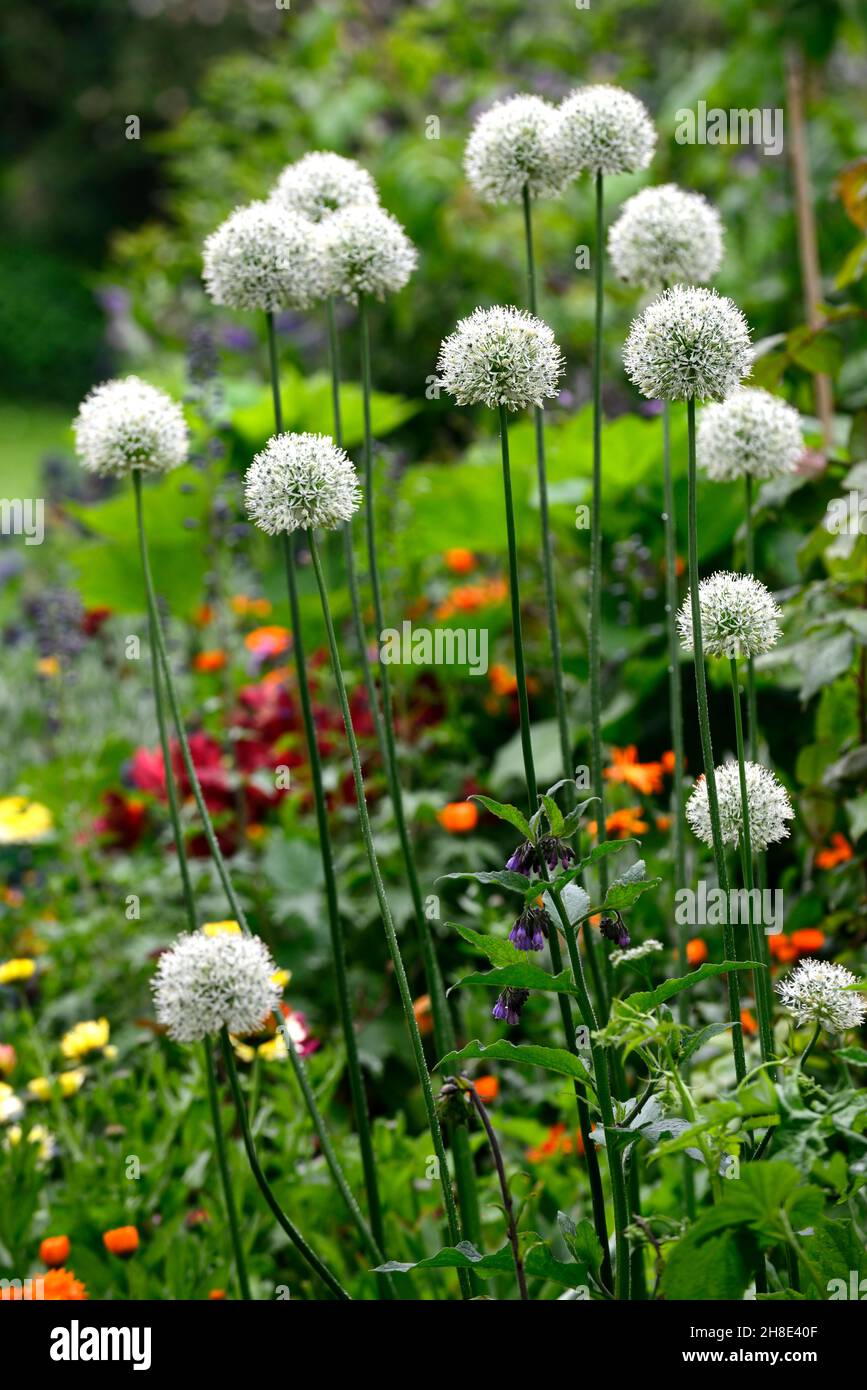 allium mount everest,white alliums,mix,mixed,ornamental onions ...