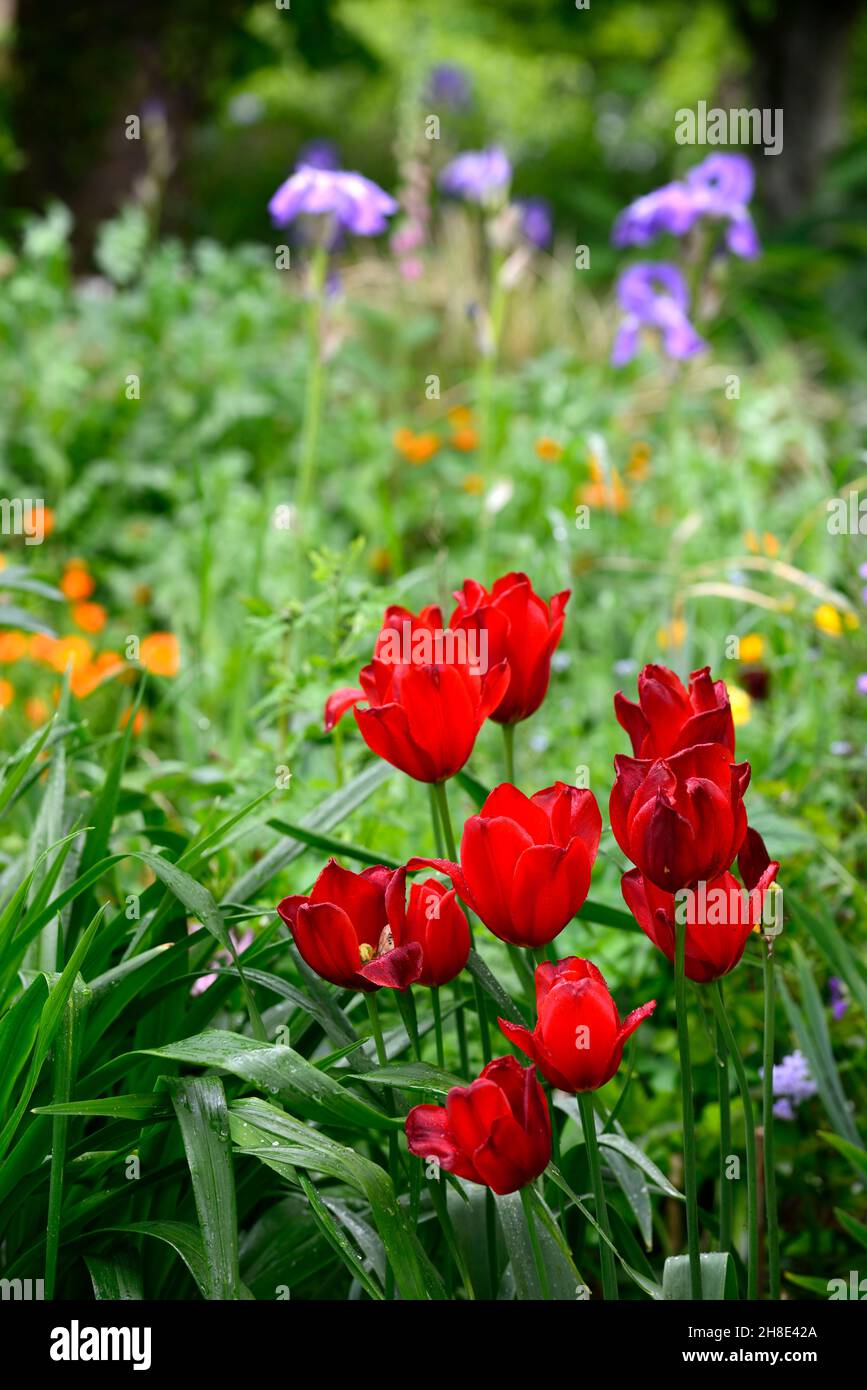 Tulip aximensis,Tulipa aximensis,red flowers,species tulip,species ...