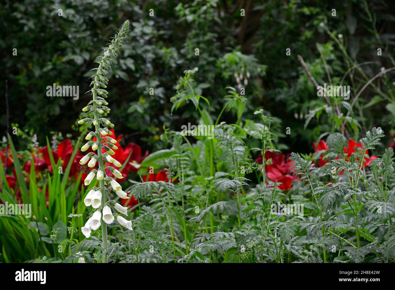 white foxglove,Digitalis alba,foxgloves,white, flower,flowers,flowering ...