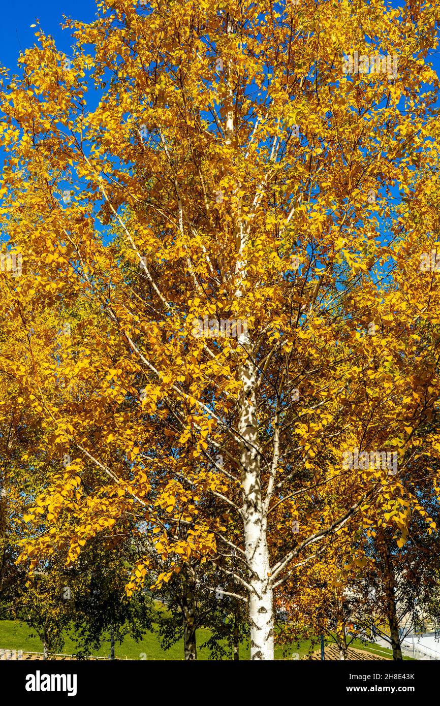 Fall season, yellow birch tree nature background. High quality photo ...