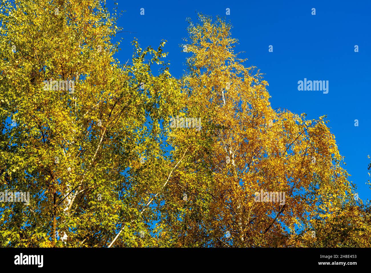 Fall season, yellow birch tree nature background. High quality photo ...