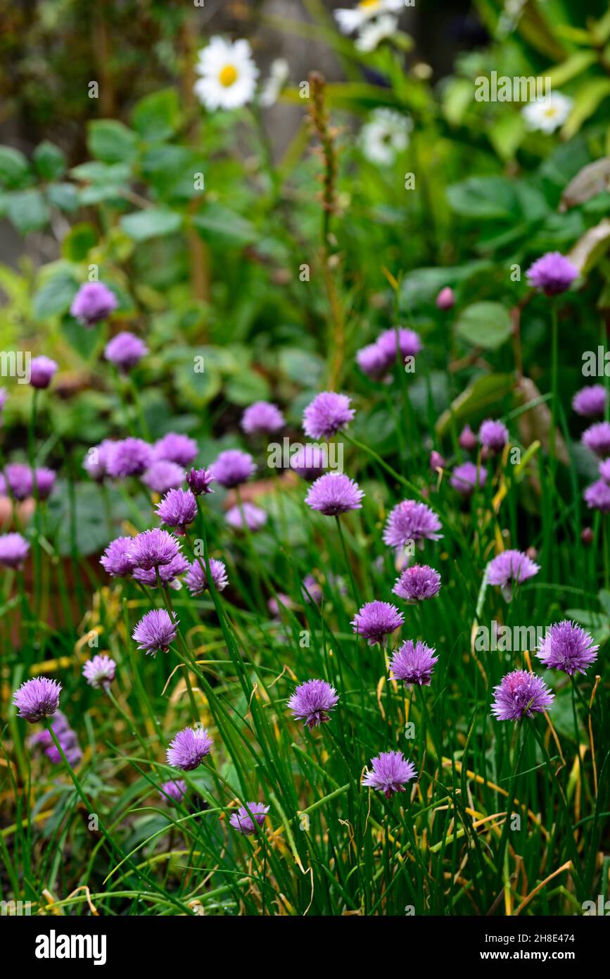 Allium schoenoprasum,Chive flower,chive flowers,chives,lilac flowers,herb,herbs,flowering,RM ...