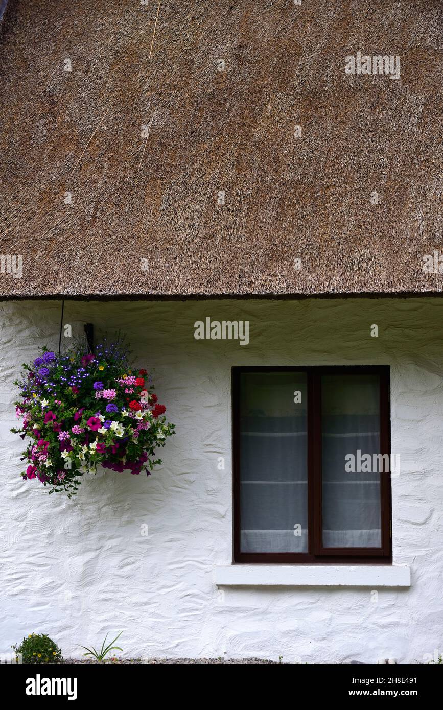 white washed thatch cottage,thatched cottage,hanging basket,hanging ...