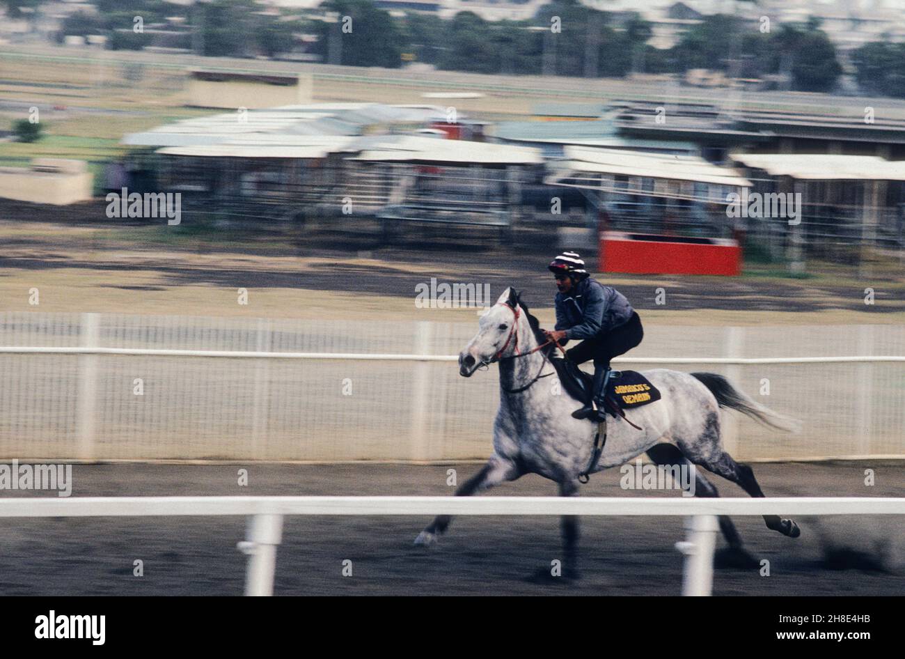Early morning training at the Mauritius Turf Club at Port Louis Stock ...