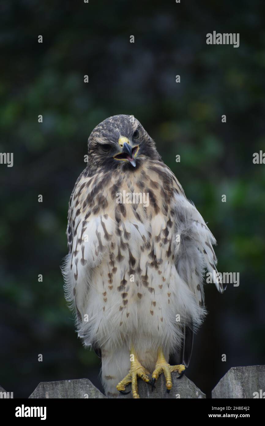 Close-up of a Red-Shouldered Hawk with mouth open Stock Photo - Alamy