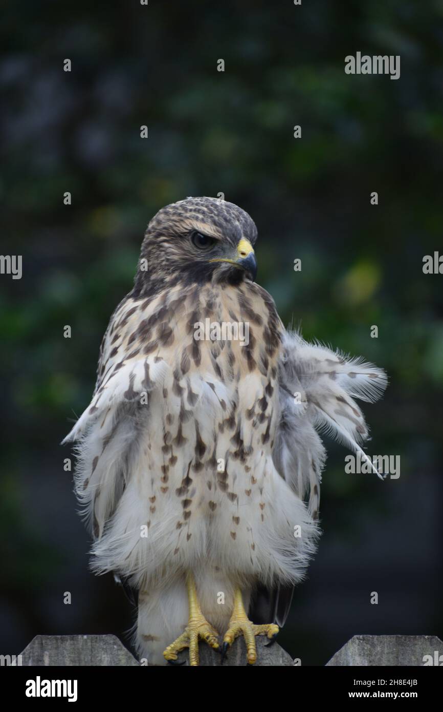 Close-up of a Red-Shouldered Hawk with plumage puffed up Stock Photo ...