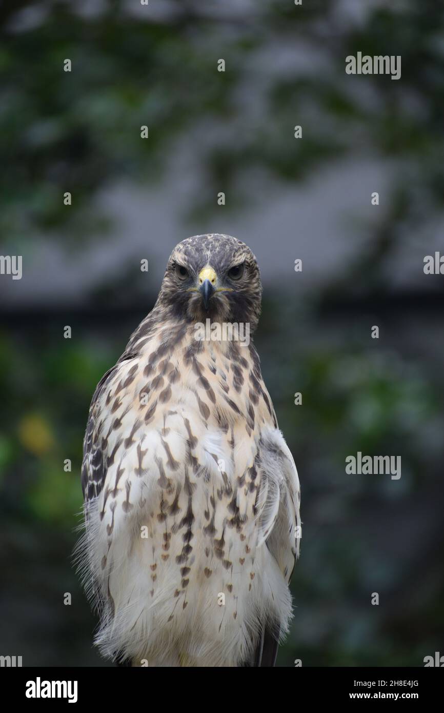 Red shouldered hawk fence hi-res stock photography and images - Alamy