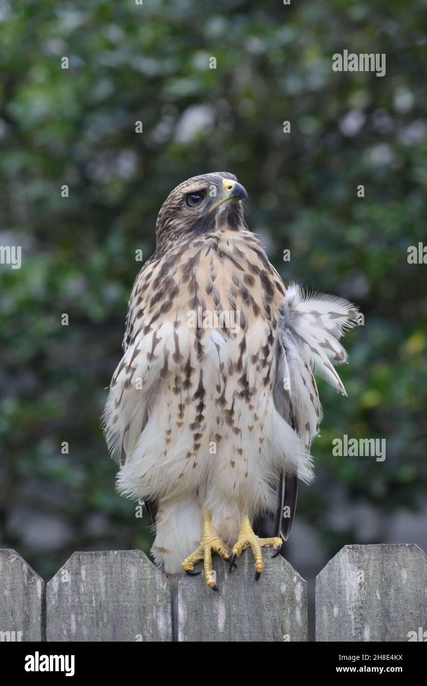 Close-up magnificent Red-Shouldered Hawk tilting head up Stock Photo ...