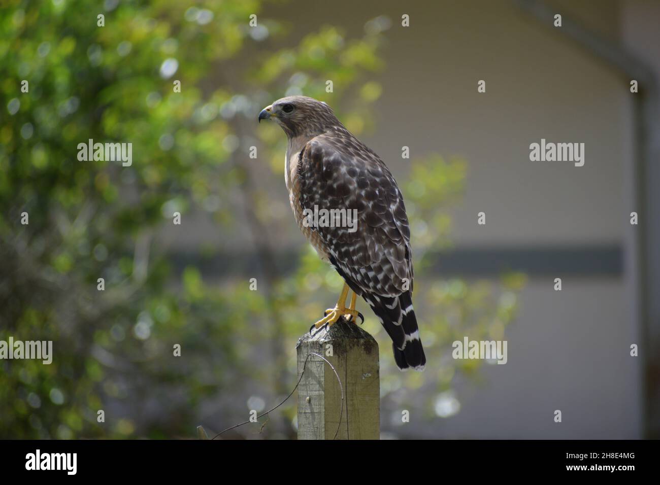 Side view of a large Red-shouldered Hawk standing proud Stock Photo - Alamy