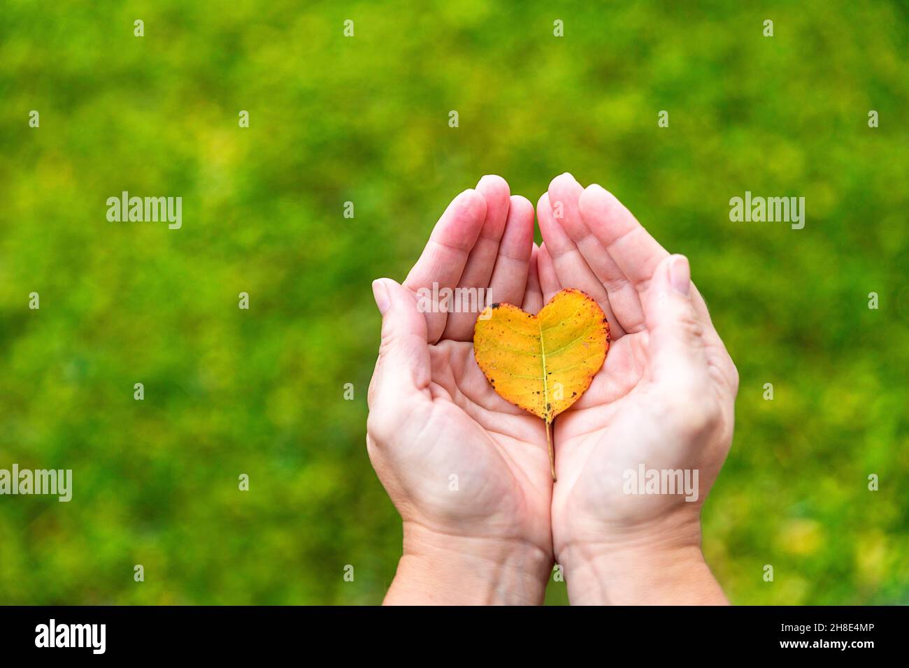 Hand shaped leaves hi-res stock photography and images - Alamy