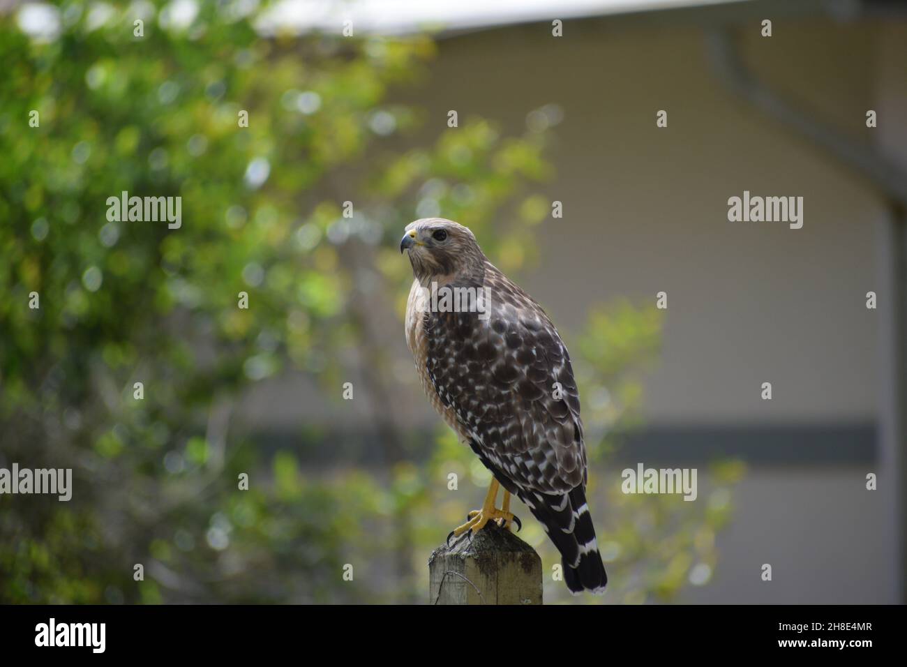 A large Red-shouldered Hawk with back toward camera turns its head ...