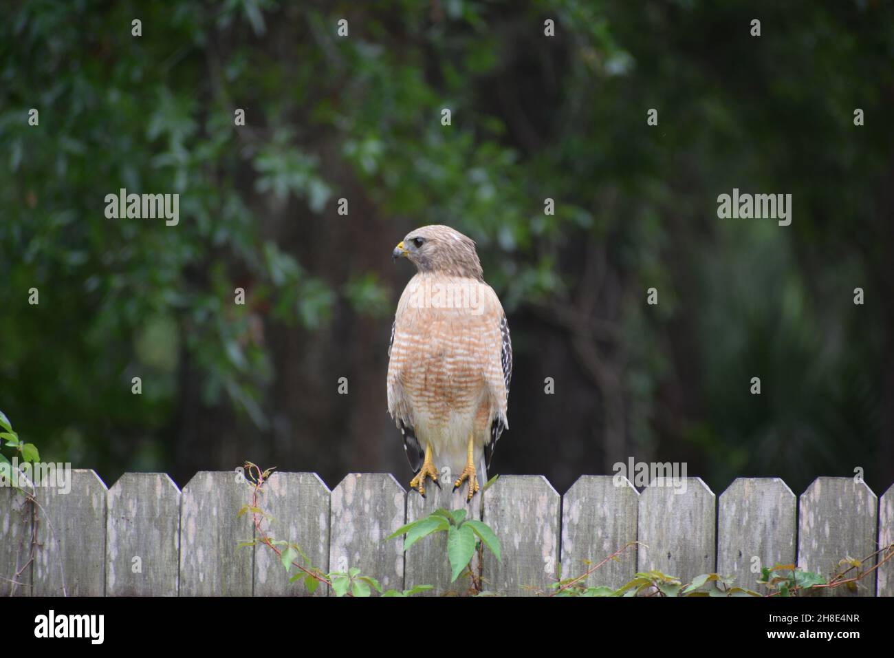 Close-up front view of Red-shouldered Hawk looking over its right ...