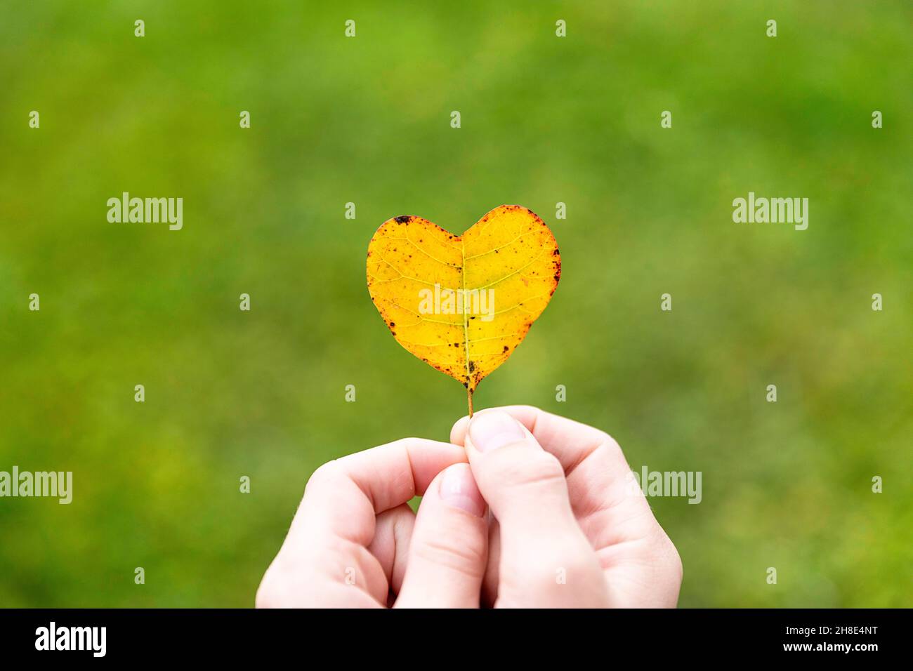 Hand shaped leaves hi-res stock photography and images - Alamy