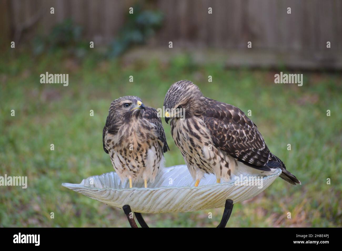 Two Red-Shouldered Hawks stand facing each other Stock Photo - Alamy