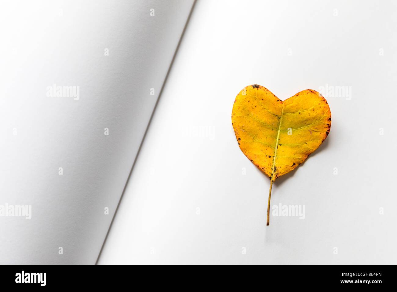 Gold leaf book hi-res stock photography and images - Alamy