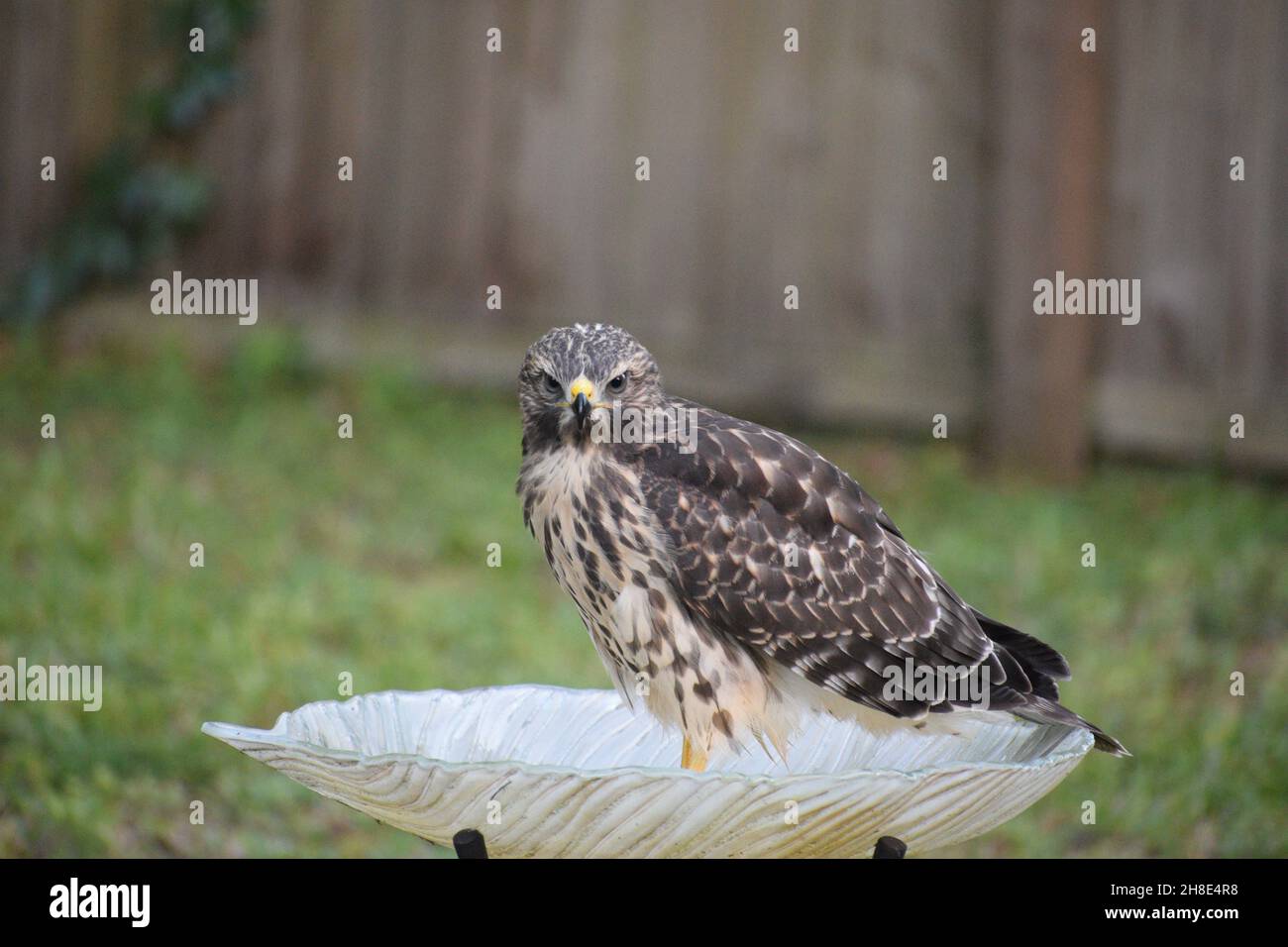 A big Red-Shouldered Hawk facing Stock Photo - Alamy