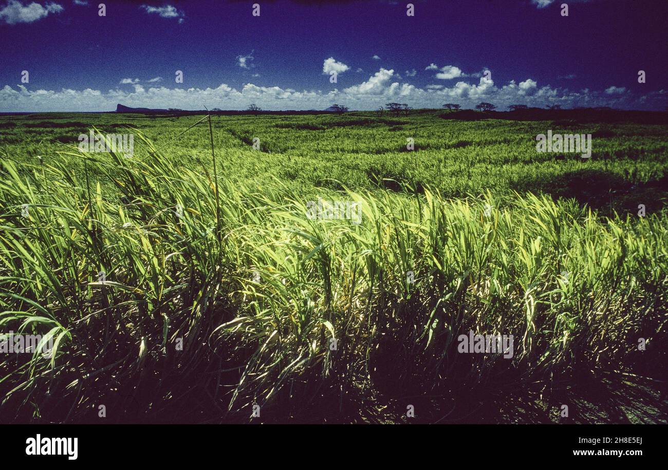 Fertile green everywhere: sugar cane fields in the North of Mauritius ...