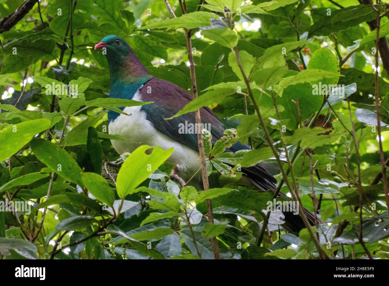 New zealand native pigeon hi-res stock photography and images - Alamy