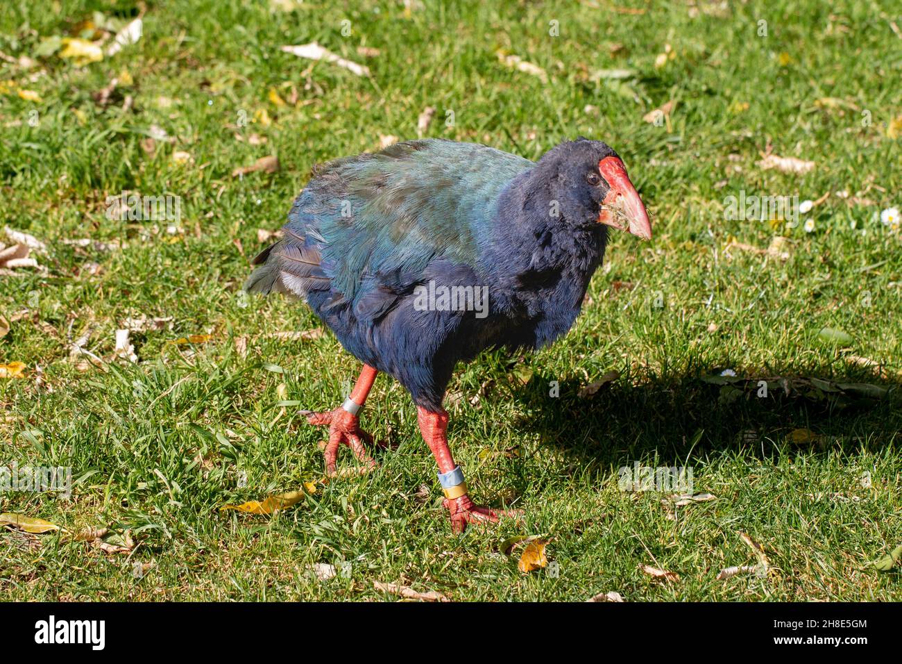 Takahe (Porphyrio hochstetteri), a colourful native endemic new zealand ...