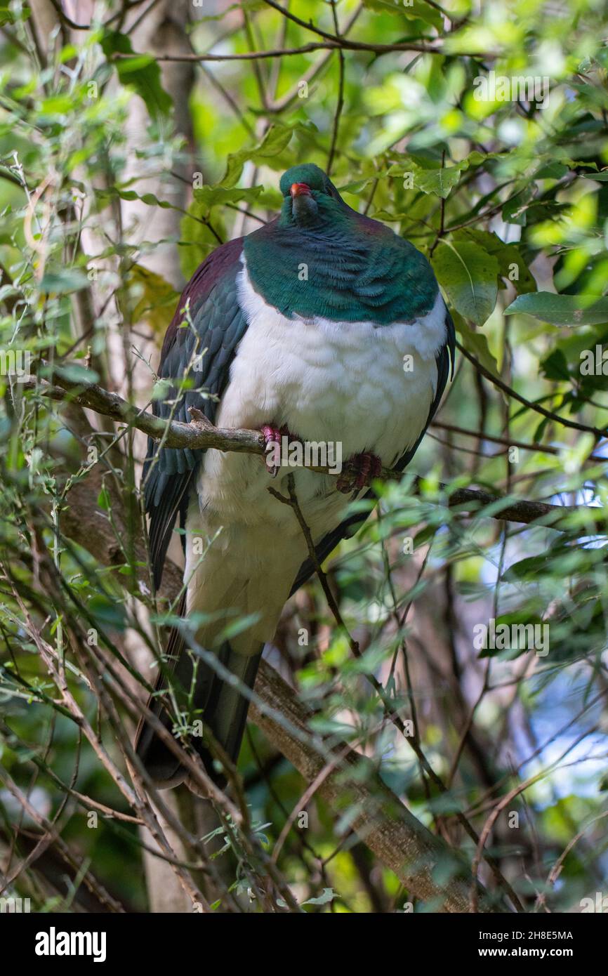 New zealand native pigeon hi-res stock photography and images - Alamy