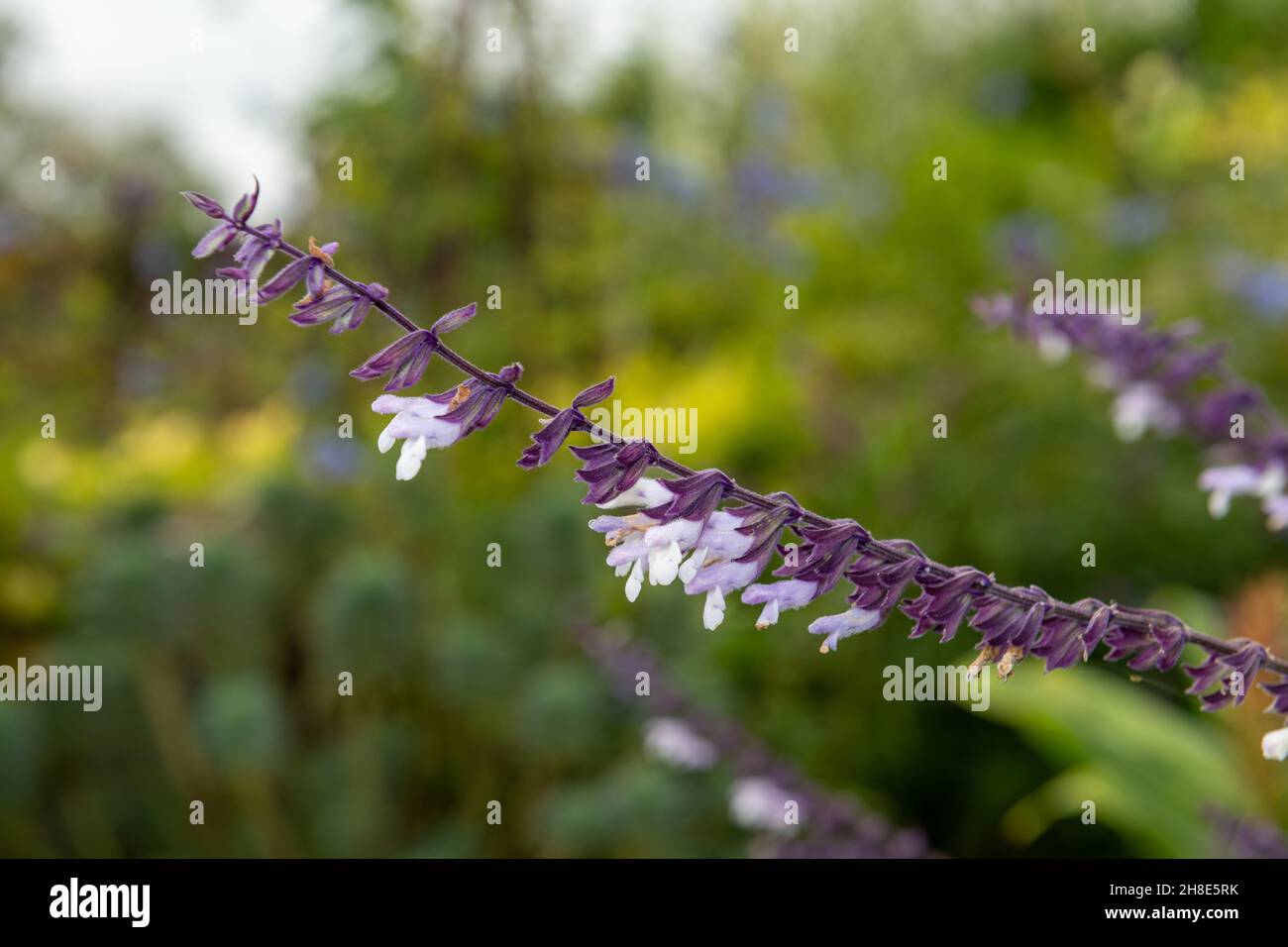 Waverly sage hi-res stock photography and images - Alamy
