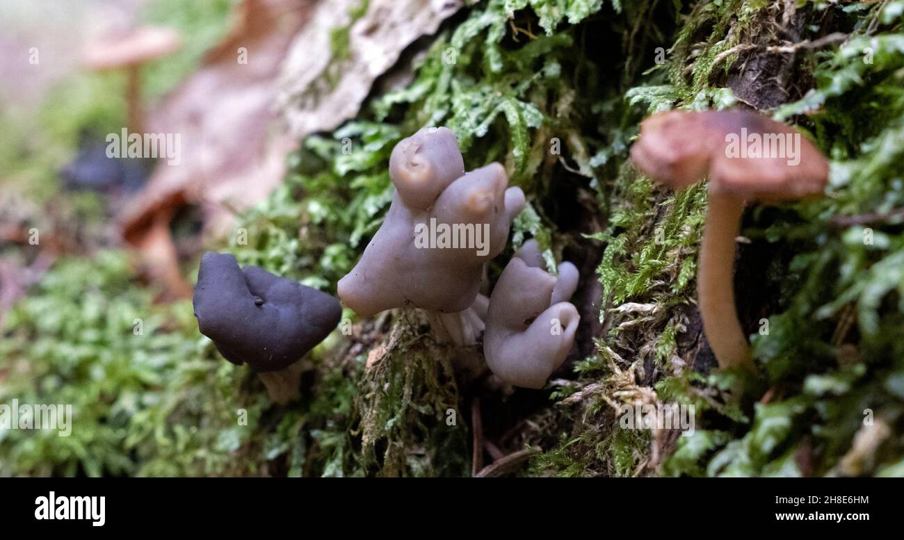 Wild fungus in closeup Stock Photo - Alamy