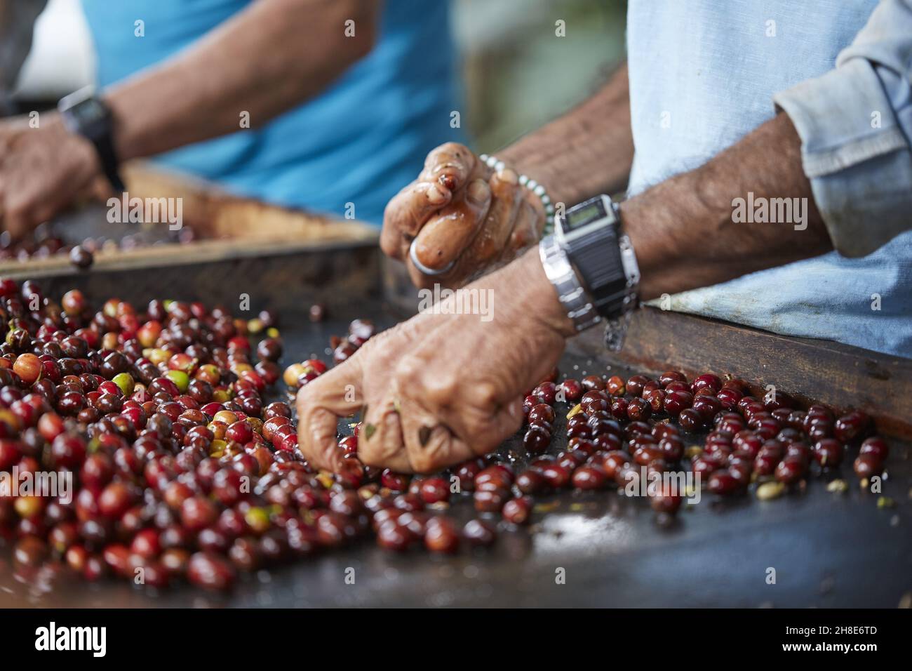 Hands sorting coffee beans hi-res stock photography and images - Alamy
