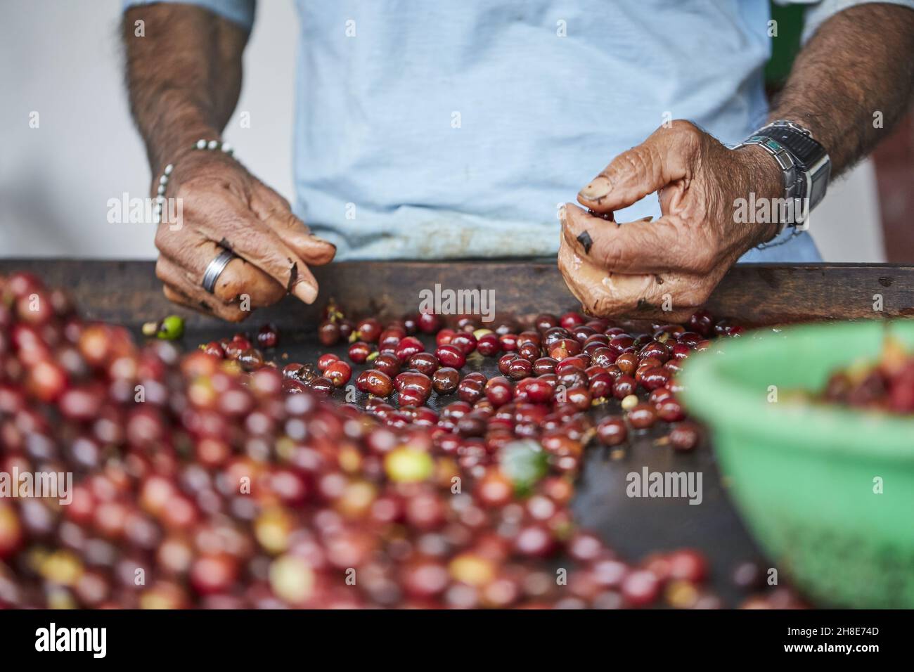 Hands sorting coffee beans hi-res stock photography and images - Alamy