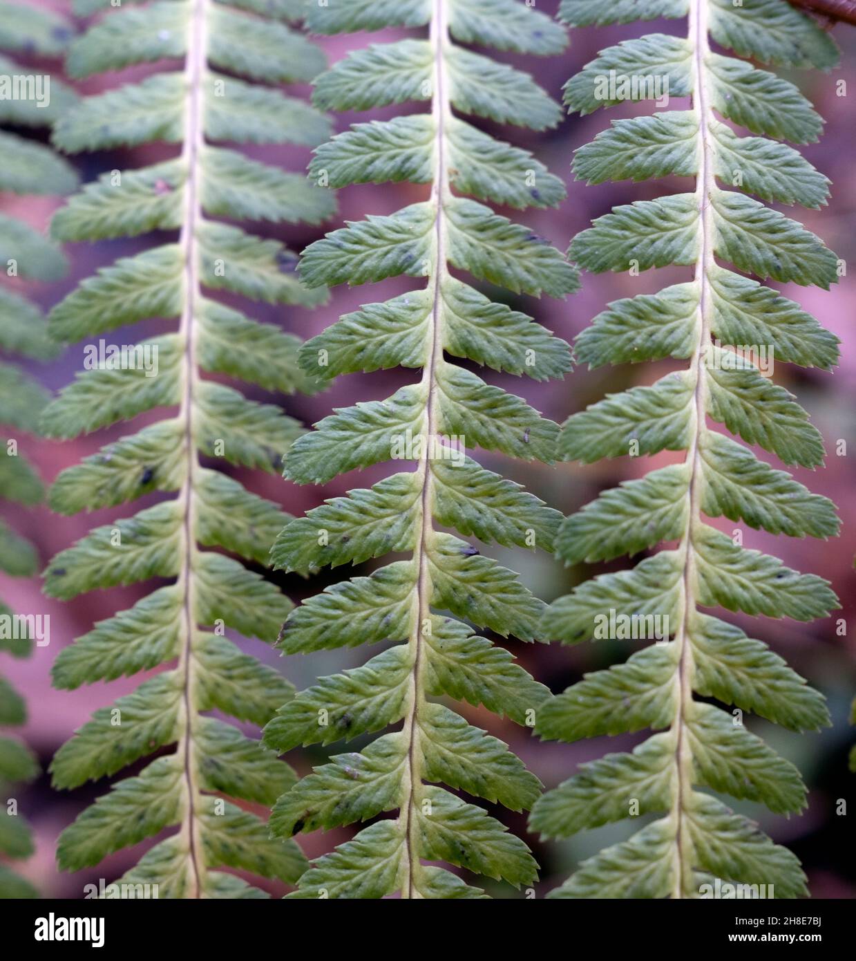 Dryopteris filix-mas, Male Fern is a common fern of the temperate ...