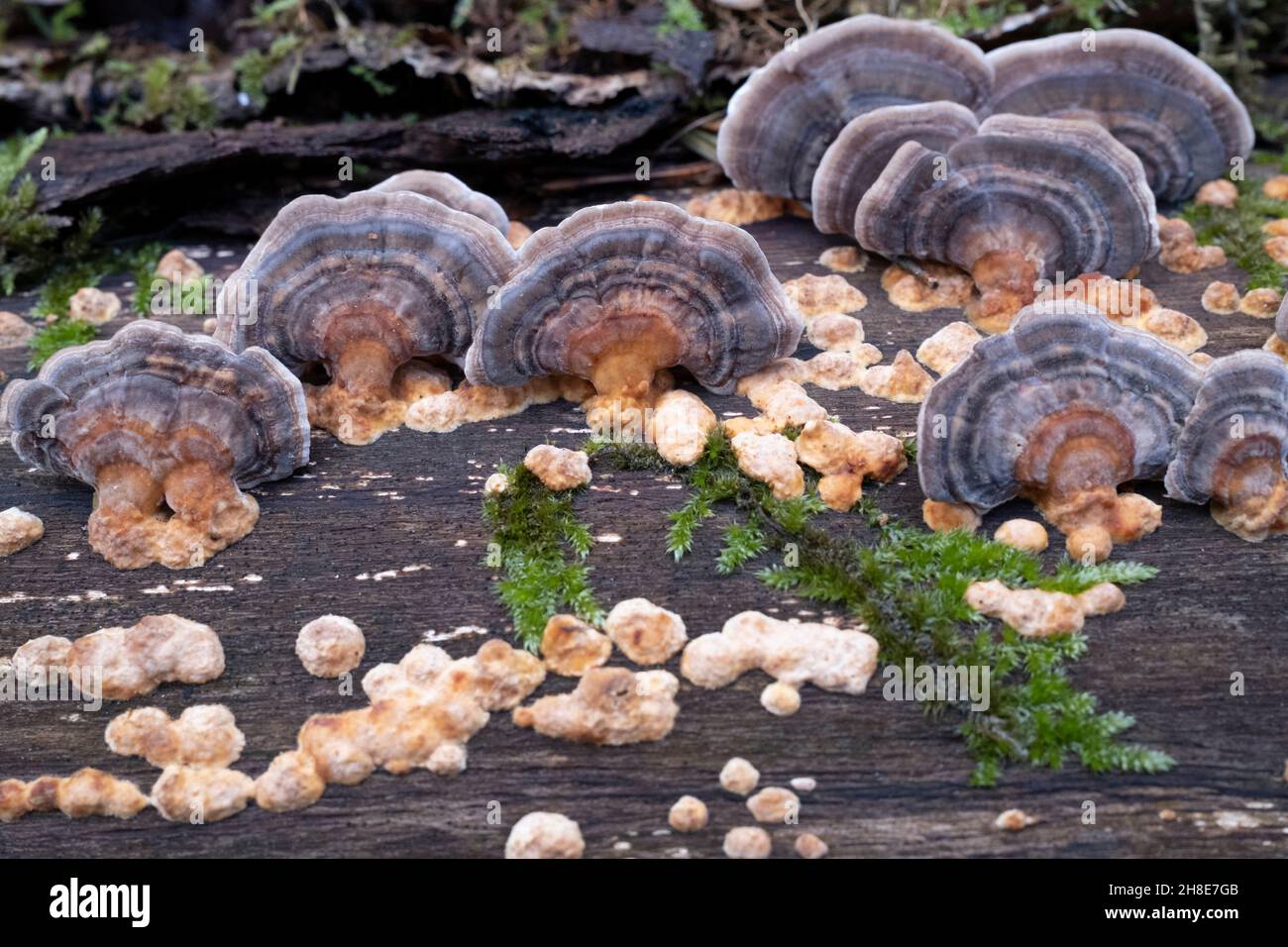 Latvian mushrooms hi-res stock photography and images - Alamy