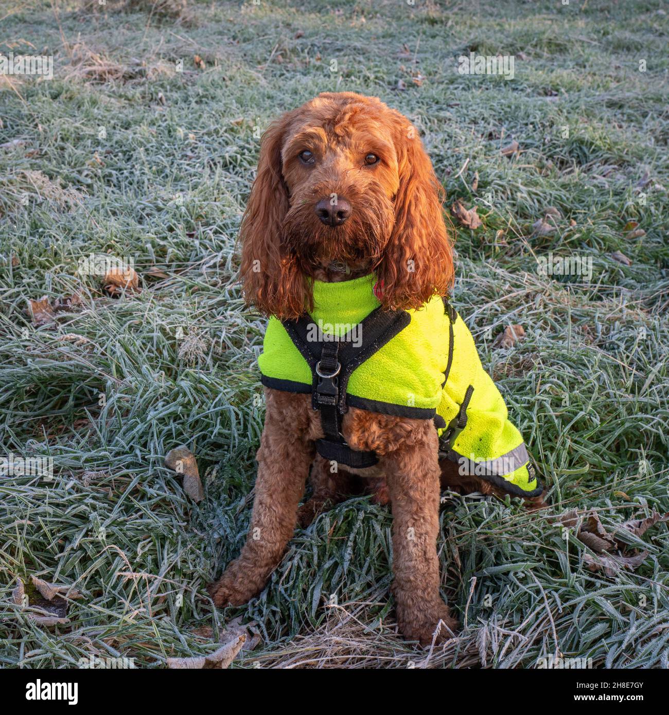 Cockapoo hi-res stock photography and images - Alamy
