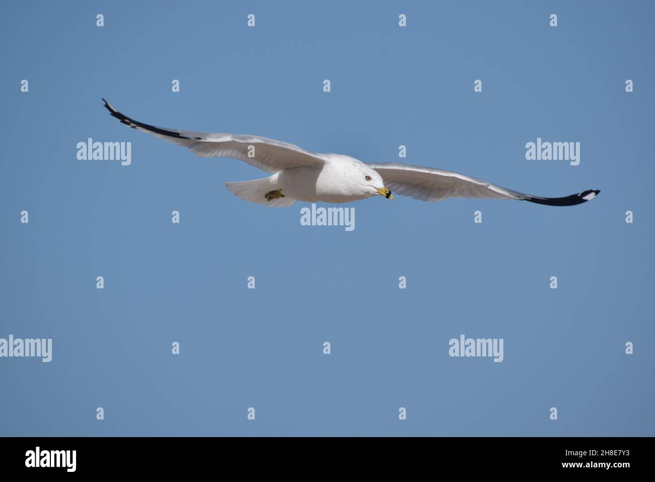 Close up view of gull hi-res stock photography and images - Alamy