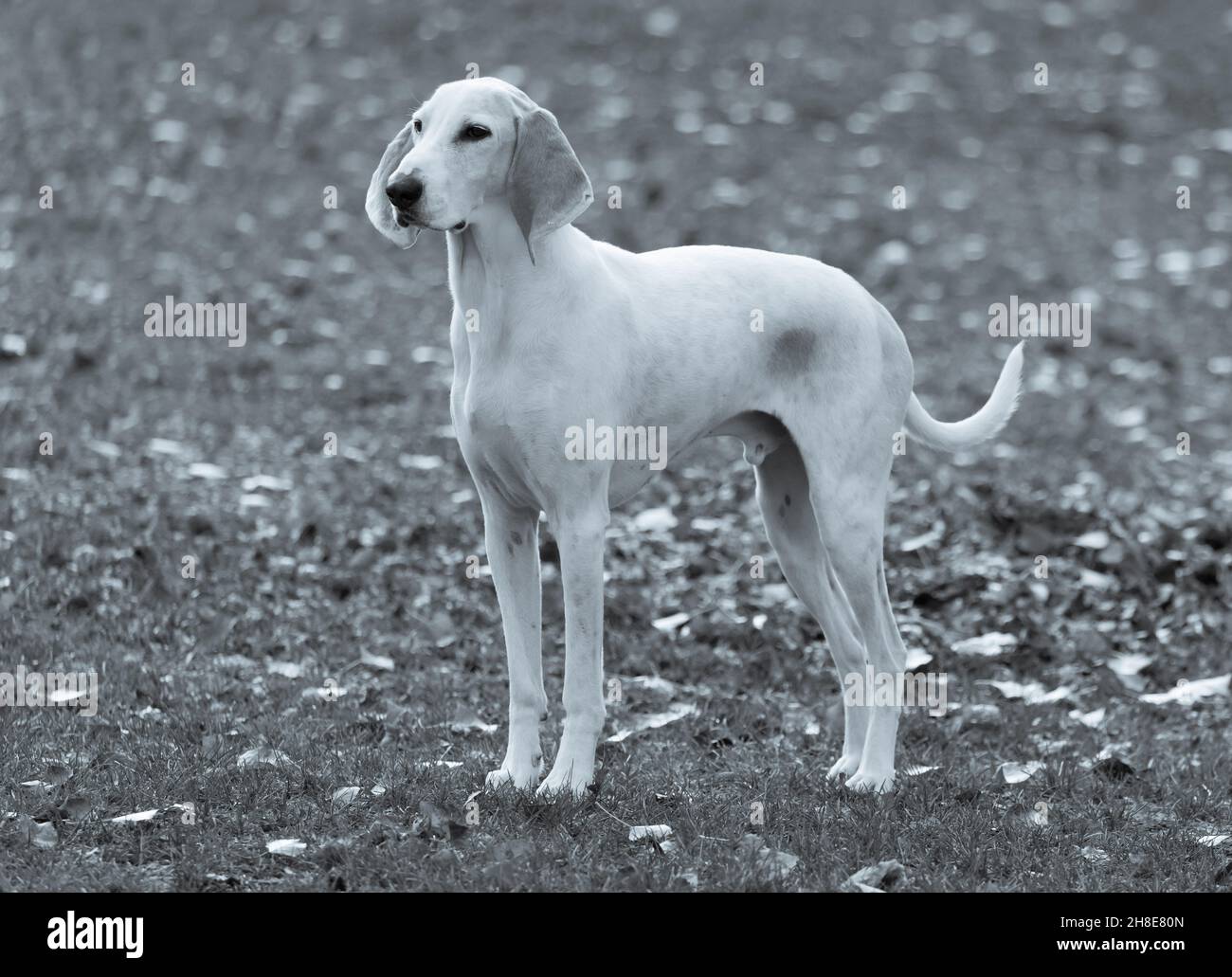 Grayscale shot of a Porcelaine Hound playing in a meadow Stock Photo ...