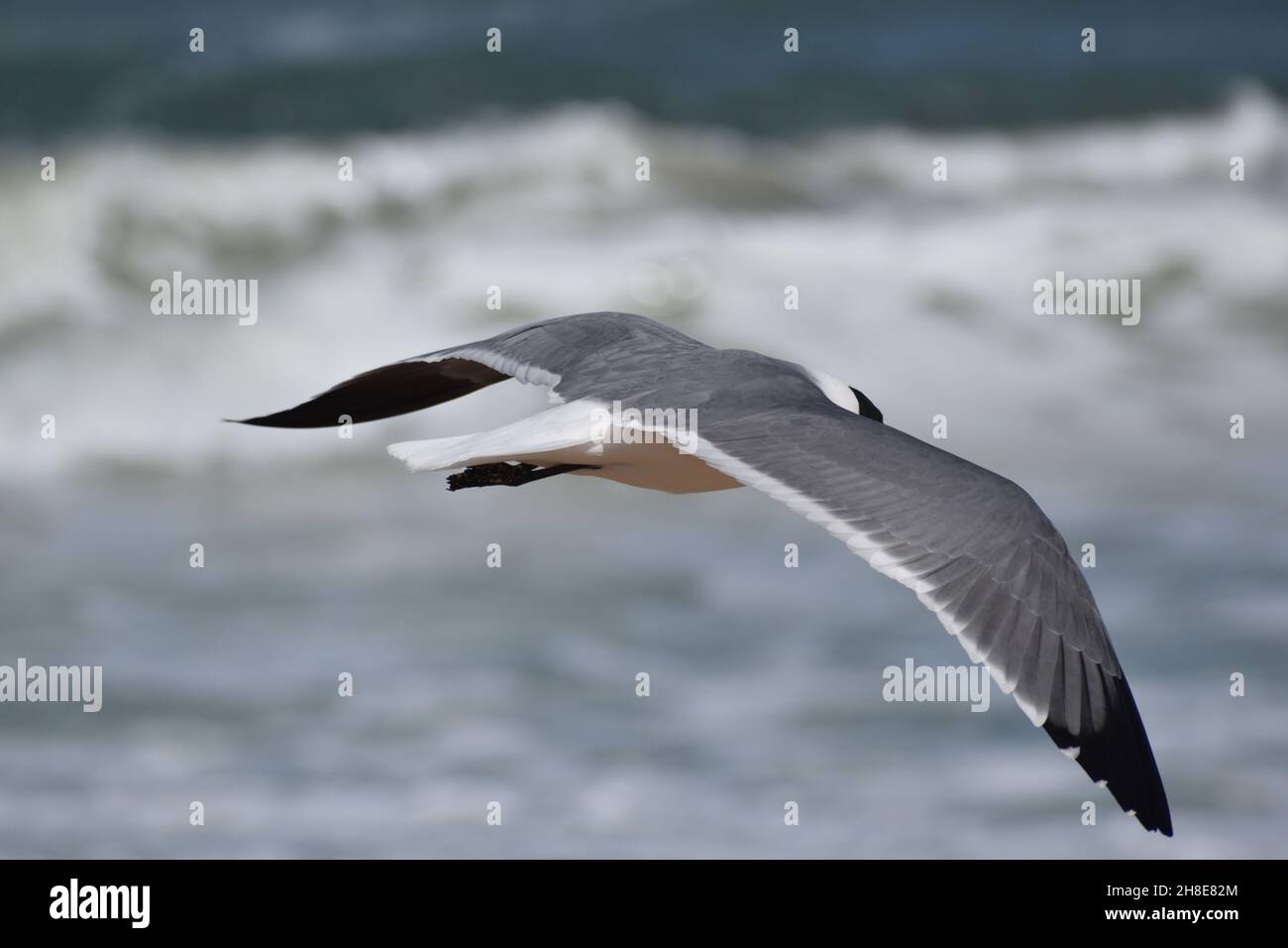 View from above a Laughing Gull flying over the ocean Stock Photo - Alamy