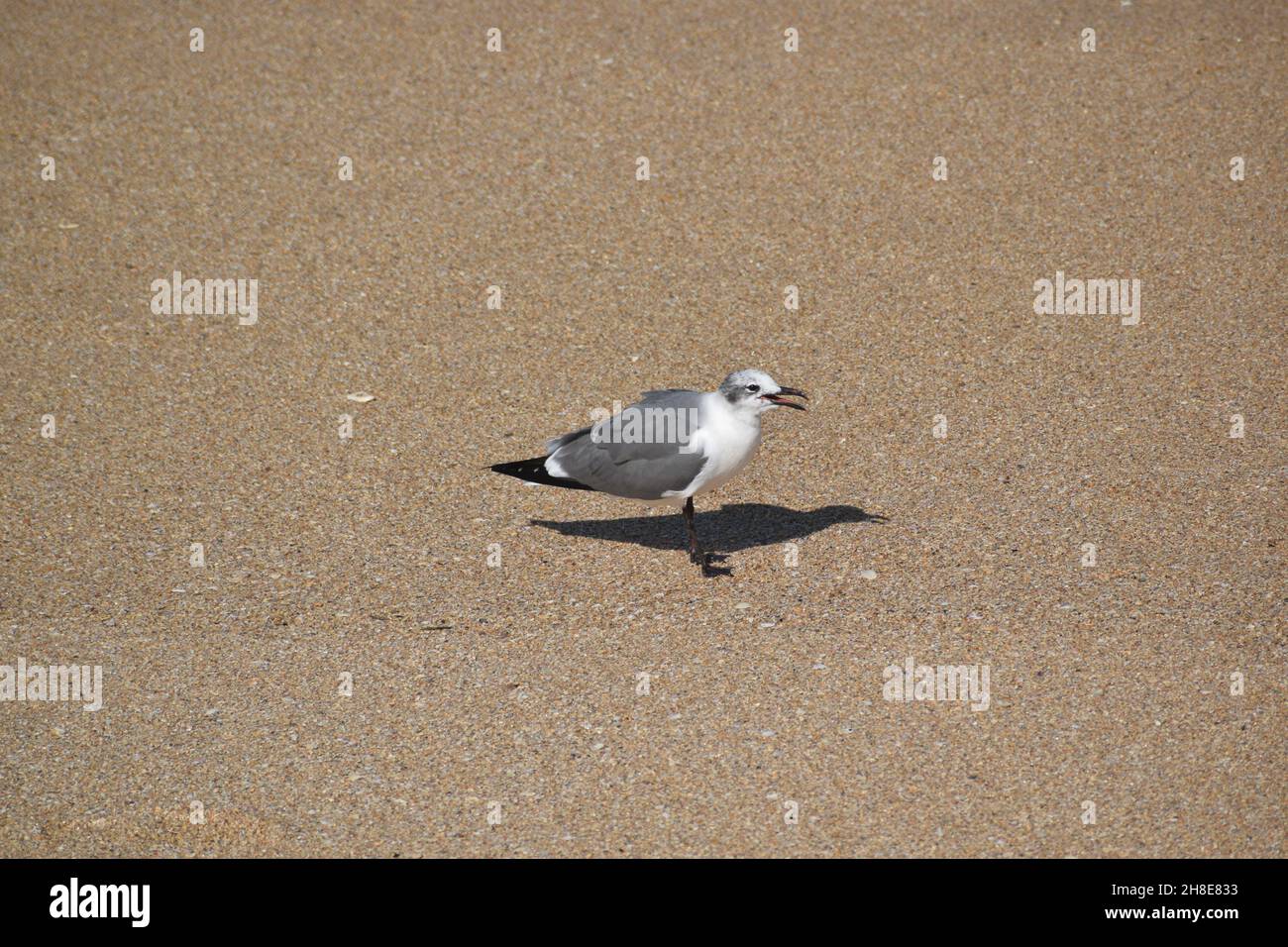 A female Laughing Gull stands on the beach with mouth open Stock Photo ...