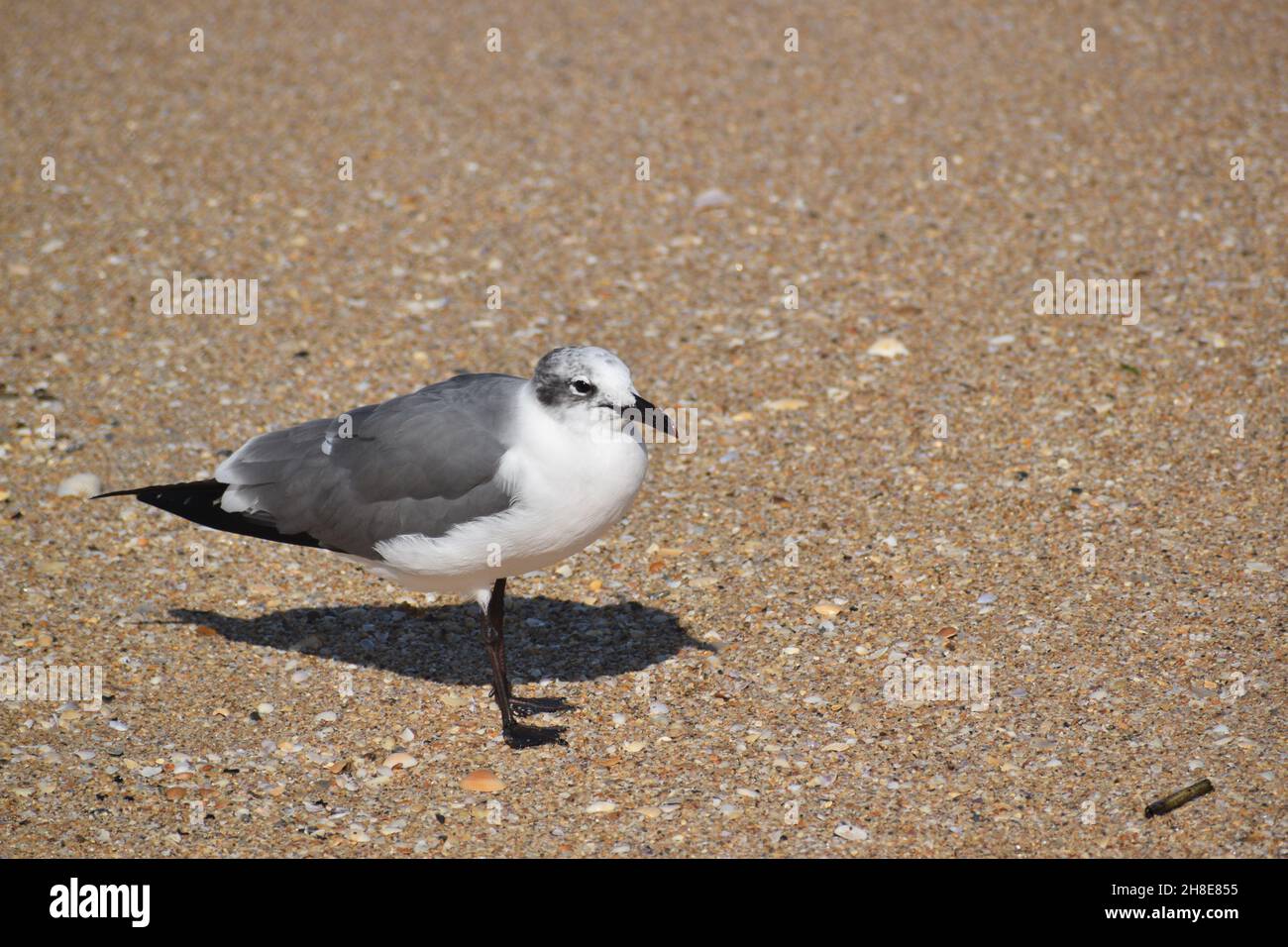 Close-up side view of female Laughing Gull on sand Stock Photo - Alamy