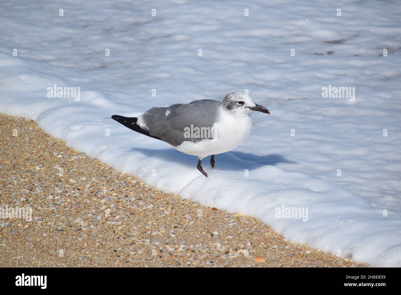 Female Laughing Gull standing in the sea foam Stock Photo - Alamy