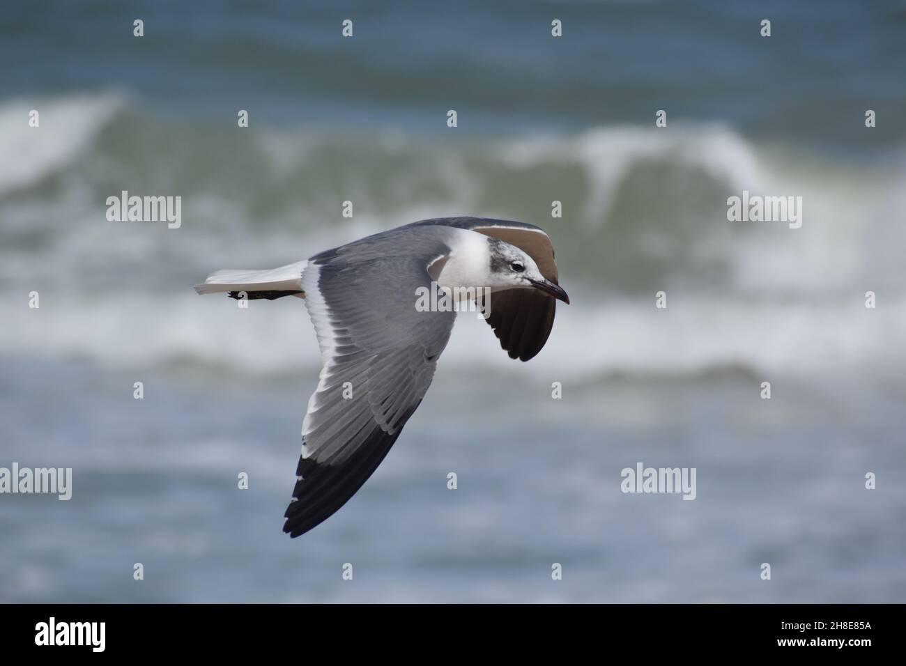 Flying laughing gull hi-res stock photography and images - Alamy