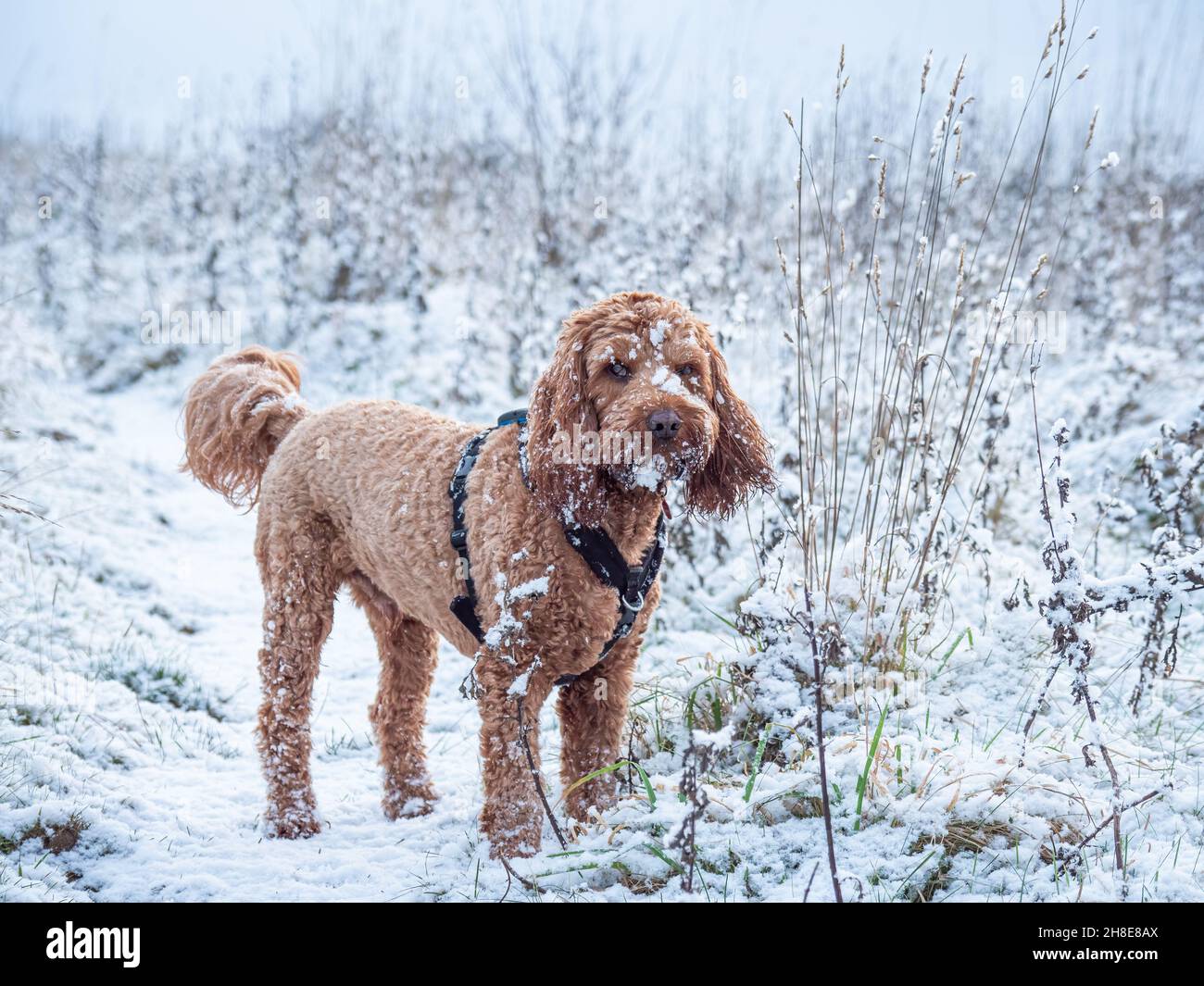 Cockapoo dog covered in snow during a walk in countryside Stock Photo ...