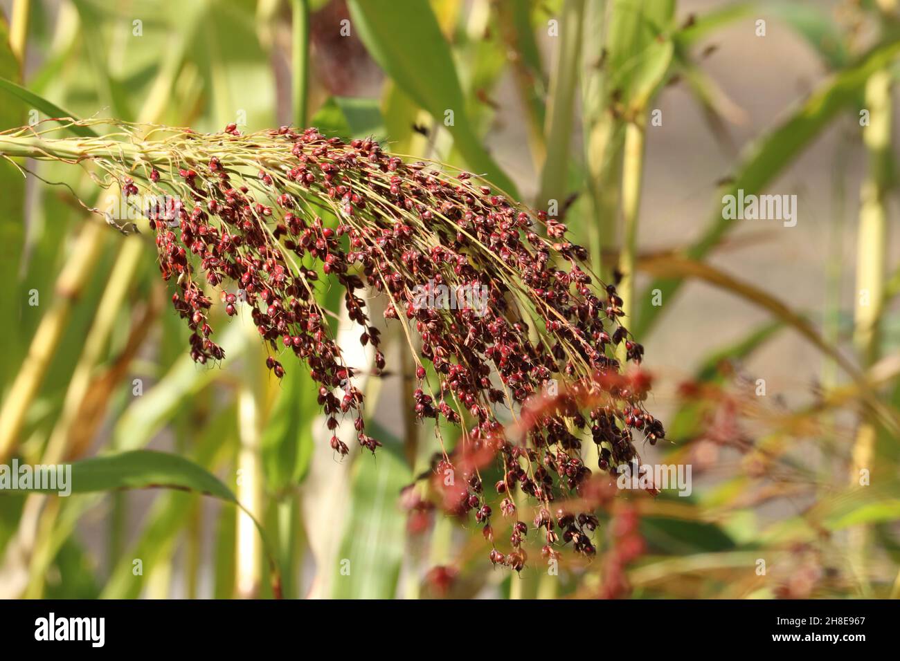 Red Sorghum Plant