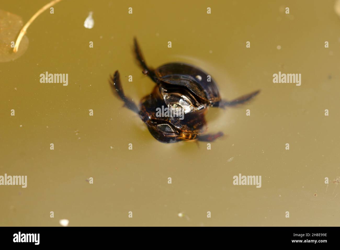 Two Water beetle Acilius sulcatus mating on the water. Acilius sulcatus ...