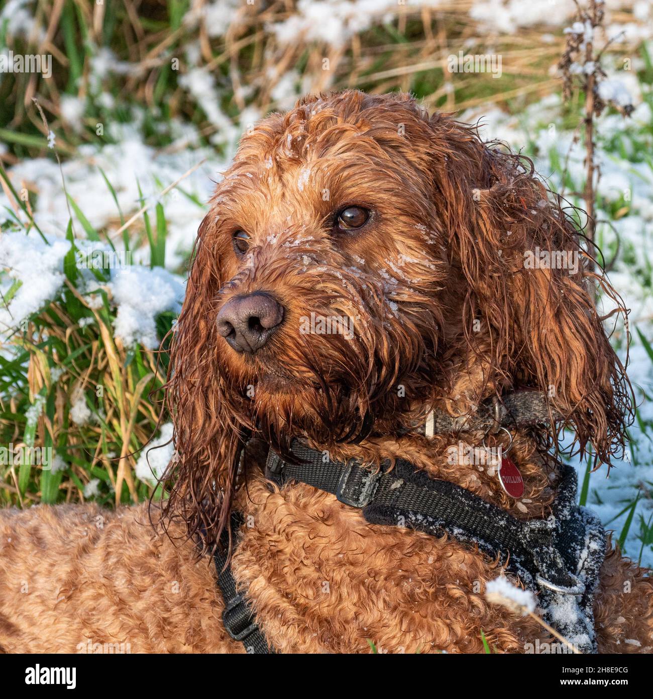 Cockapoo dog enjoying the winter sun during a walk in countryside Stock ...